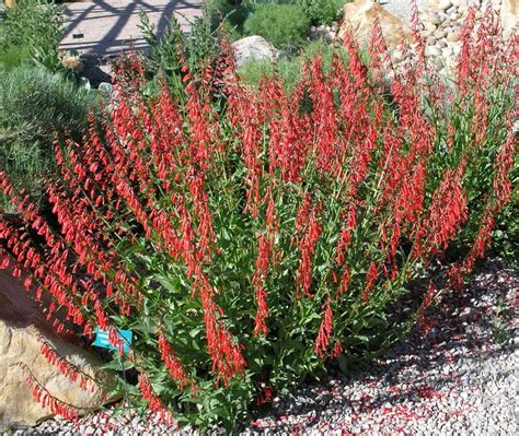 Firecracker Penstemon Scarlet Red Penstemon Eatonii 80 Seeds
