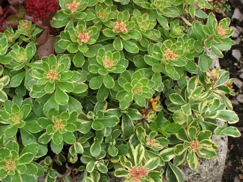 Sedum Kamtschaticum Variegatum Rotherview Nursery