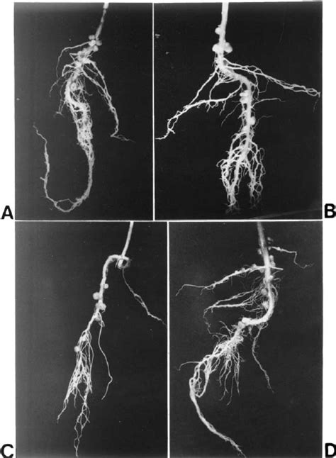 Nodulation Pattern On The Intact Root System Of Plants Belonging To