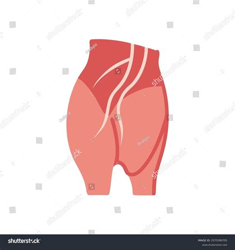 Informative Guide Gluteus Medius Anatomy Stock Vector Royalty Free 2575390705 Shutterstock