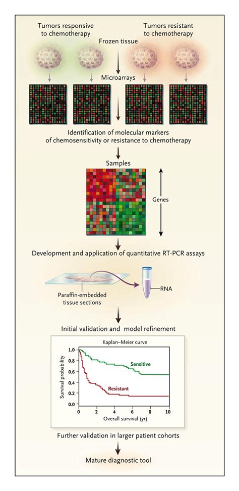 Translating Cancer Genomics Into Clinical Oncology New England Journal Of Medicine