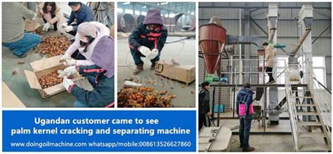 An Overview Of Palm Kernel Separating Techniques Palm Kernel Cracking And Separating Vegetable