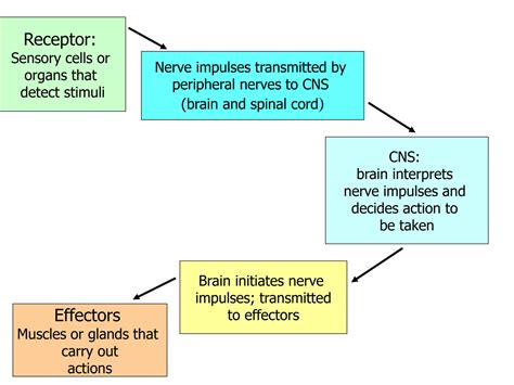 SOLUTION Neuron Types And Structure And Function Studypool