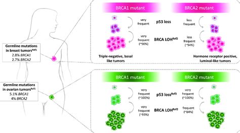 Frequent Alterations Arising In Breast And Ovarian Tumors From Download Scientific Diagram