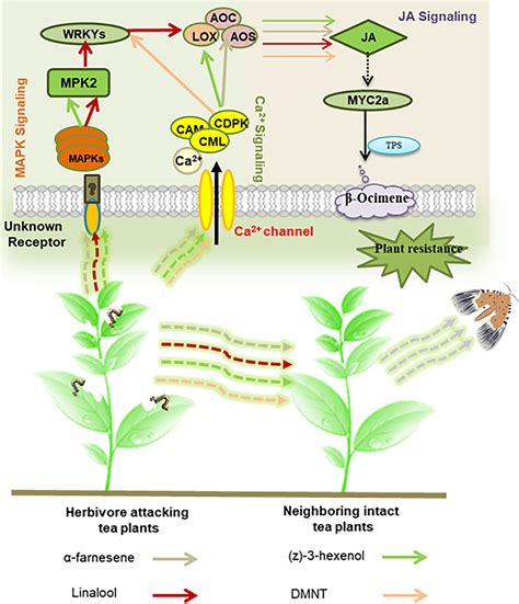 茶树抗虫机制解析取得新进展工作简报中国农业科学院茶叶研究所