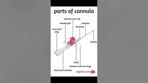 Parts Of Intracath Youtube