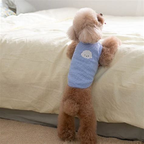 귀여운 디자인의 강아지 티셔츠 추천 10가지 사계절 내내 입히기 좋아요 비마이펫 라이프