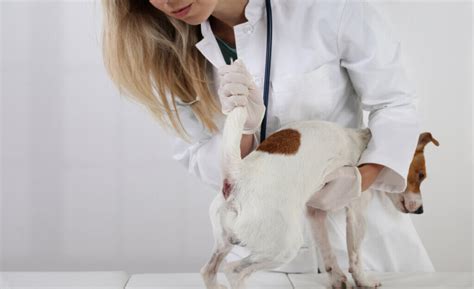 Como Esvaziar As Glândulas Anais Em Cães Meus Animais