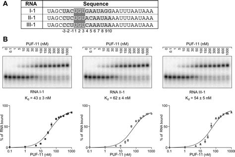 A Single C Elegans Puf Protein Binds Rna In Multiple Modes