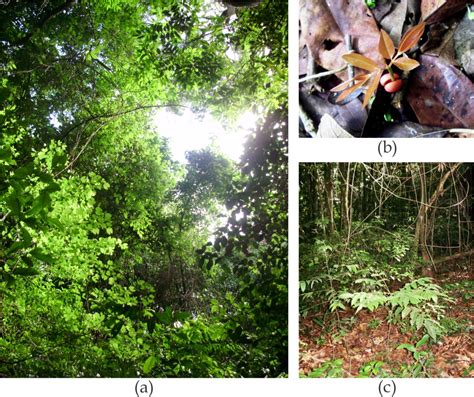 Gap Area And Tree Community Regeneration In A Tropical Semideciduous Forest Intechopen