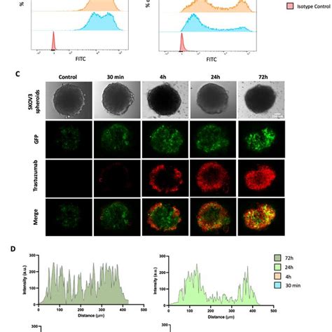 Optimisation Of Ovarian Cancer Spheroid Growth A Optimised Protocol Download Scientific