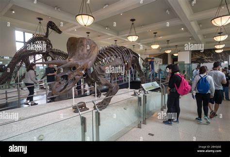 New York City 14th May 2016 Dinosaur Fossil Exibits In American