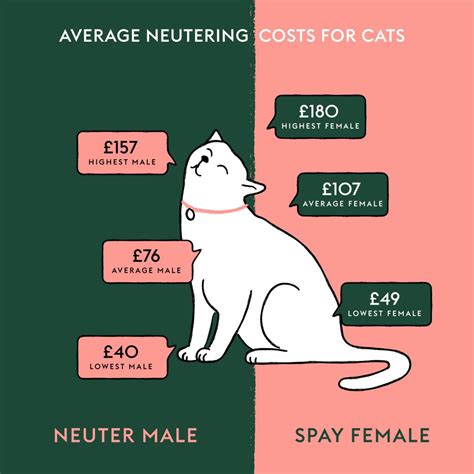 Purr Fectly Wise Astounding Benefits Of Neutering Your Cat