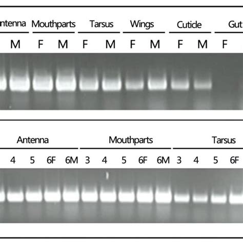 spatial and temporal expression patterns of lmigcspiii as detected by