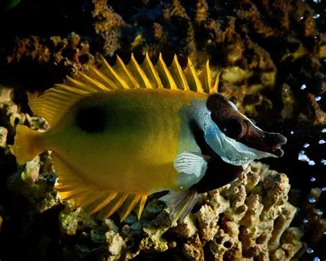 Foxface Rabbitfish Facts Diet Habitat And Pictures On Animaliabio