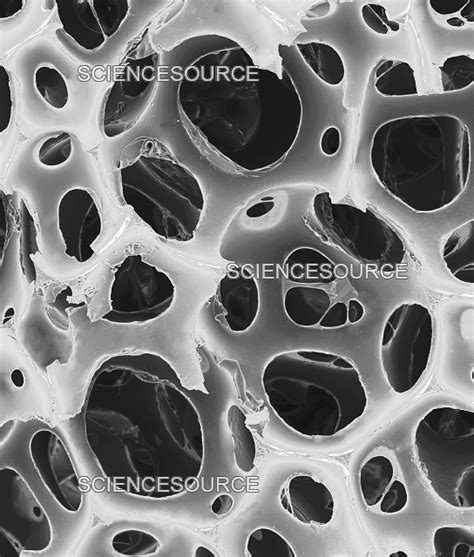 Memory Foam Scanning Electron Microgr Stock Image Science Source