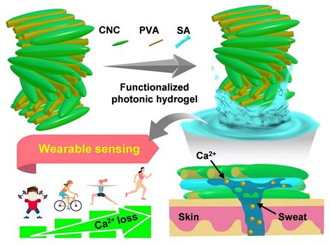Flexible Sweat Sensor Based On Photonic Cellulose Nanocrystal Developed Mirage News