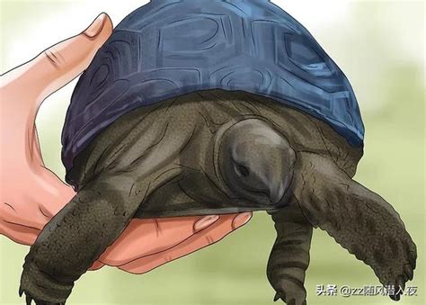 如何判斷烏龜的年齡 每日頭條