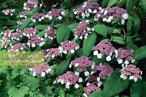Hydrangea Aspera Var Macrophylla Plant Photography