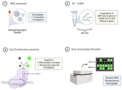 Rapid Detection Of Sars Cov 2 Based On The Lamp Assay Associated With The Crisprcas12a System