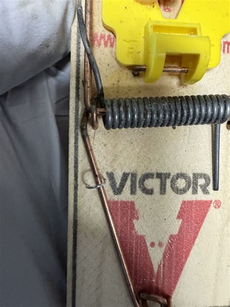 How To Catch A Mouse My Pest Pros