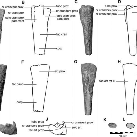 Cf Anhanguera Qm F44321 The Proximal End Of A Left Metacarpal Iv