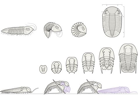Trilobites Variations On A Theme The New York Times