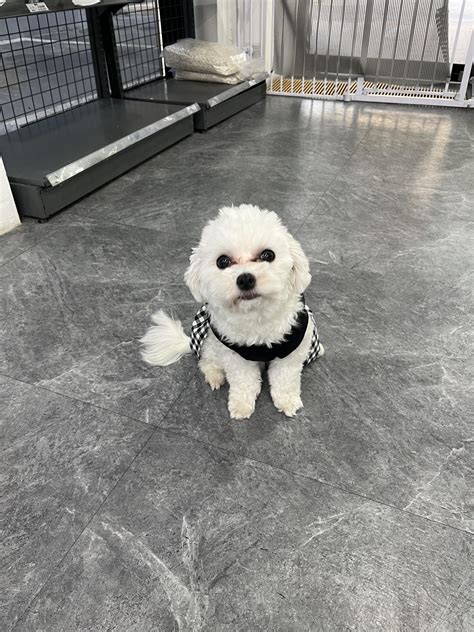 말티즈별이 강아지책임분양 강아지분양 고양이분양 컴투펫 시츄 셔틀랜드쉽독 말티푸 미니핀 치와와 요크셔테리어 포메라니안 말티즈 분양