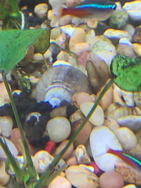 Is It Normal For Snails To Go Into The Substrate R Aquariums