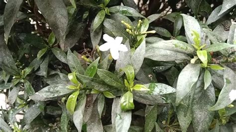 এর মধ্যে কিভাবে ফু ল গাছ রোপন করি ভিডিওটা দেখে নিন। Youtube