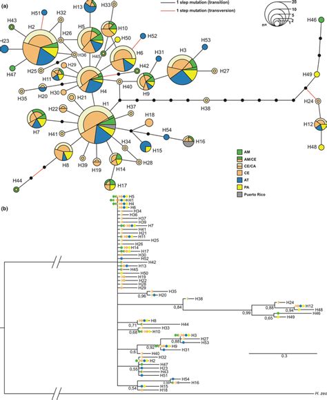 A Parsimony Haplotype Network Of Concatenated 1646 Bp‐long Mtdna