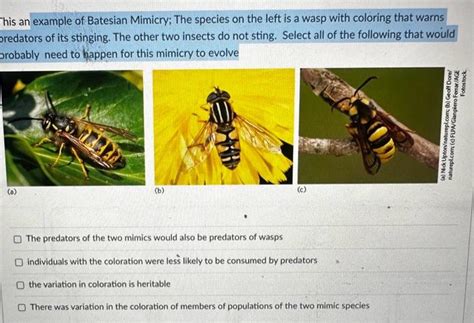 Solved This An Example Of Batesian Mimicry The Species On