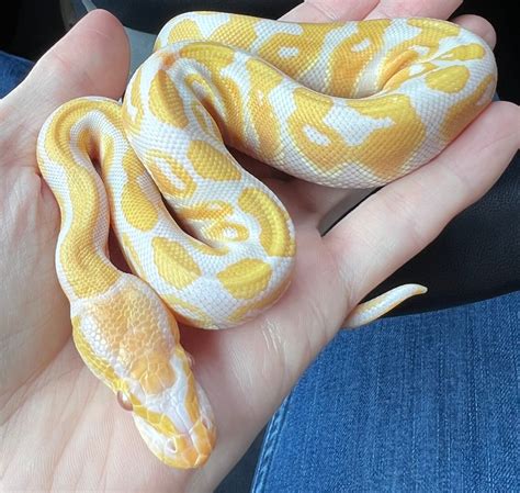 Candino Ball Python By Beths Ballz Morphmarket