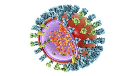 Influenza Virus Images