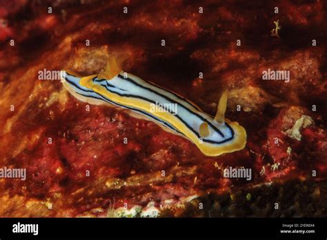 Tropical Thread Nudibranch Chromodoris Elisabethina Thread Nudibranch