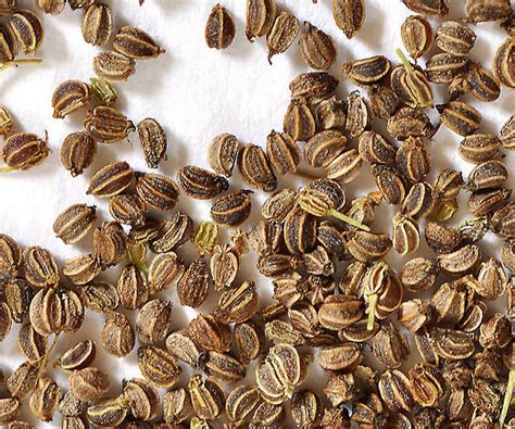 Celery And Celery Seed Witch Academy