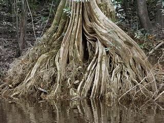 Tree Roots On The Side Of Rio Negro Tree Roots And Trunk Flickr