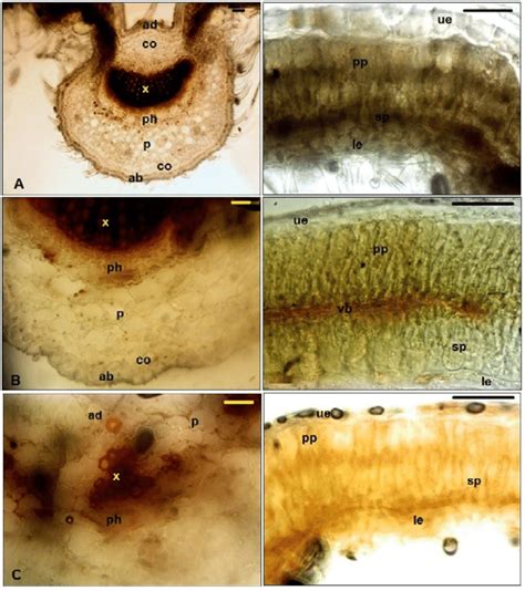 Leaf Anatomical Structure Of Investigated Salvia Species A Salvia