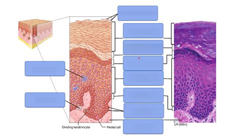 Integumentary Lab Diagram Quizlet