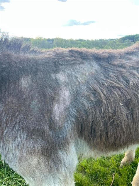 Hillcrest Farms Equine Sanctuary Home Facebook