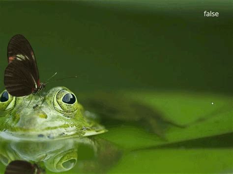 Sliding Text In And Out With Storyline Magic Bridgehill Learning Solutions