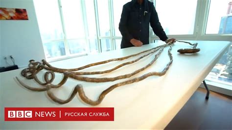 Самые длинные ногти в мире подстригли - BBC News Русская служба