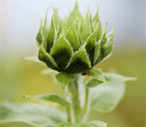 Kevään Vihreä Finlayson