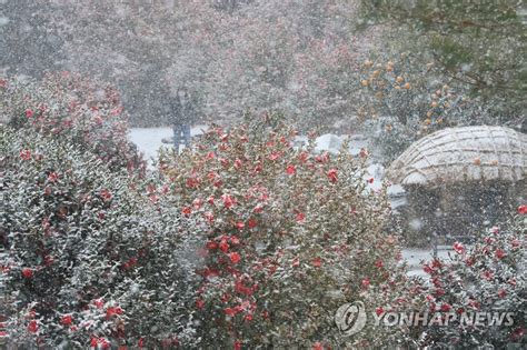 폭설 쏟아지는 제주 중산간 연합뉴스
