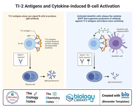 Label The Diagram Showing The Process Of B Cell Activation