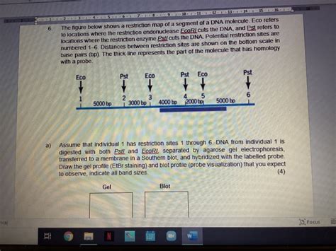 Solved The Figure Below Shows A Restriction Map Of A Chegg Com