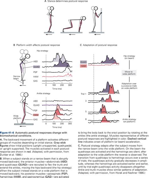 Posture Kines 531 Neural Control Of Movement