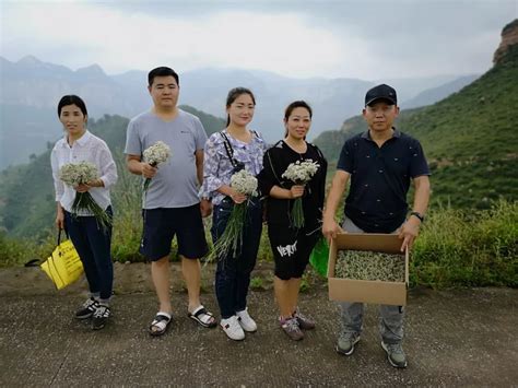邢台志愿者周末采摘野韭菜花明水