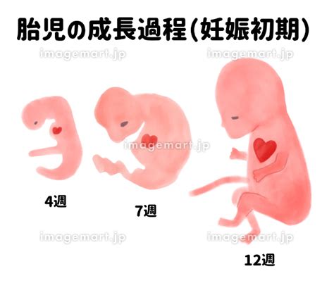 妊娠初期の赤ちゃんの成長過程（日本語）のイラスト素材 186327355 イメージマート