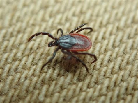 Western Black Legged Tick Identification Guide
